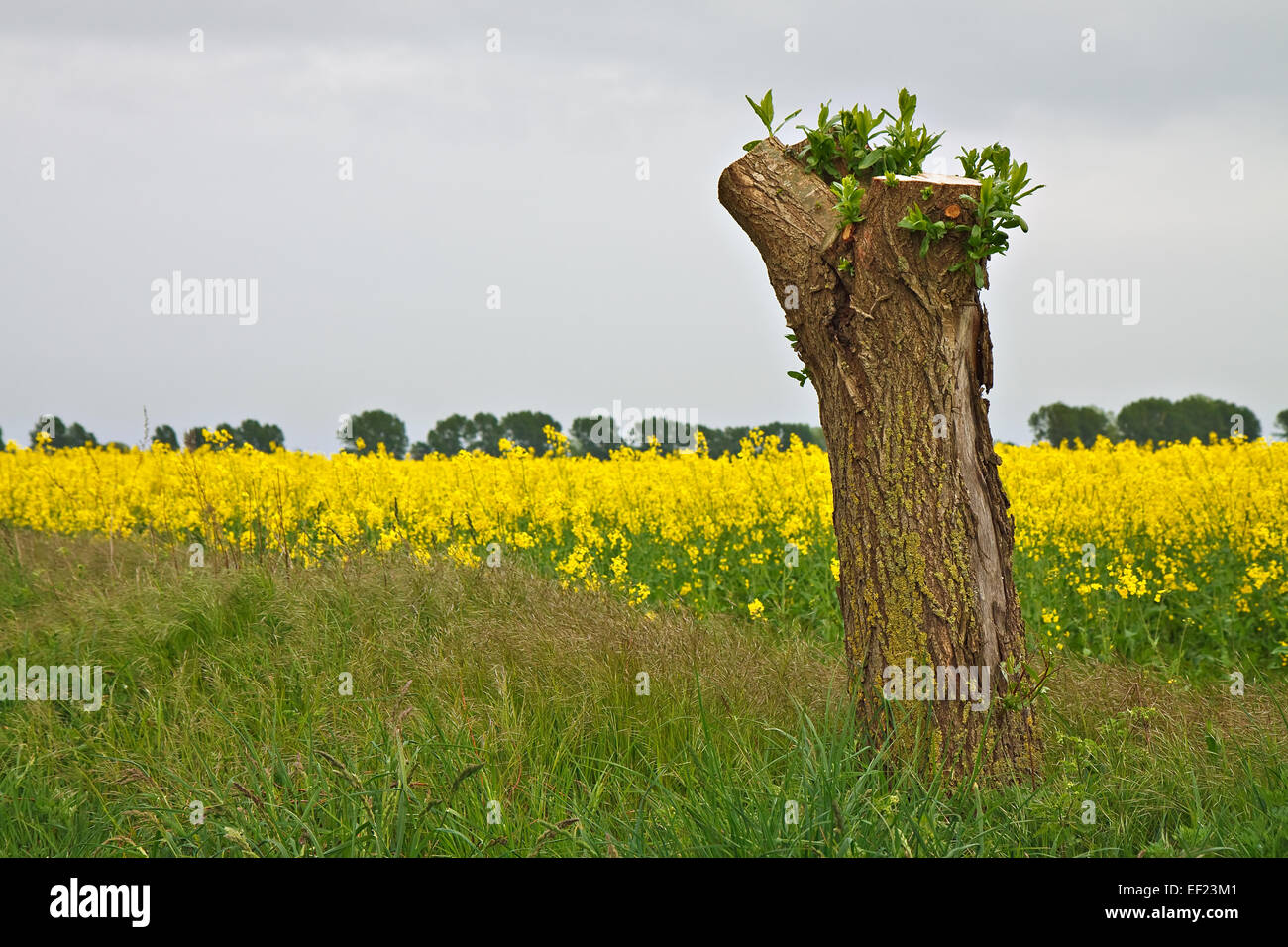 A tree on a rape field Stock Photo - Alamy