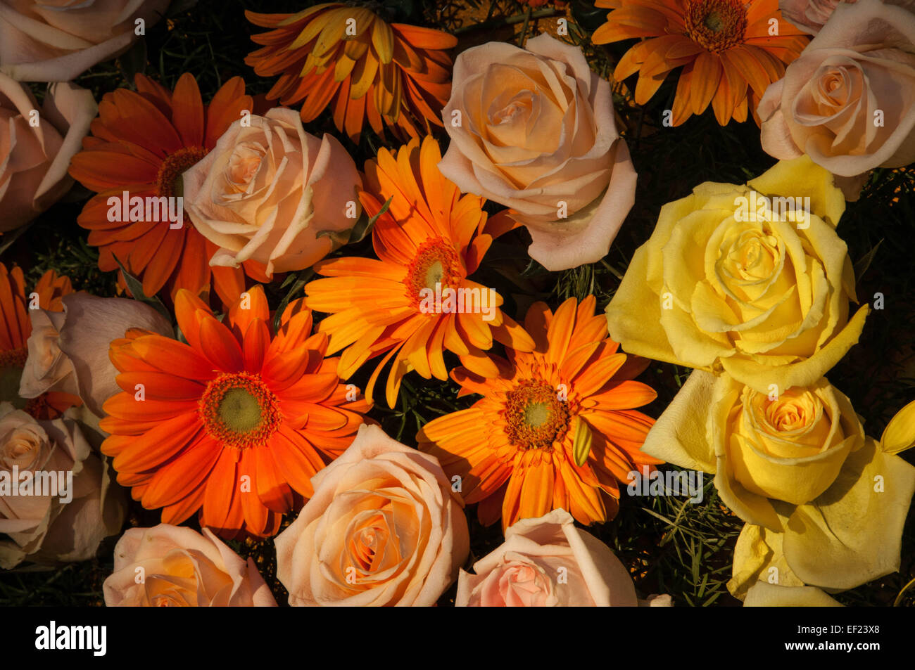 This is a wall of flowers. Orange, yellow & peach in color. Beautiful ...