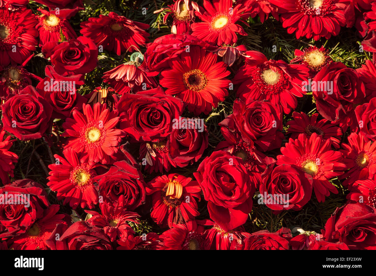 wall of red flowers Stock Photo - Alamy