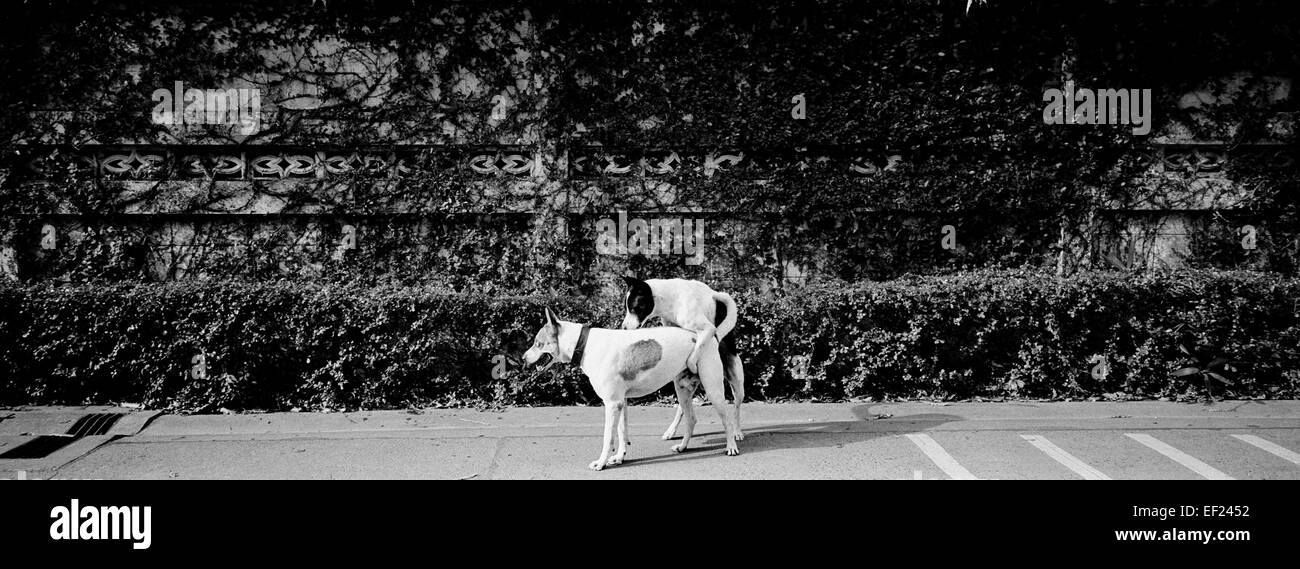 Copulating Dogs. Bangkok, Thailand Stock Photo - Alamy