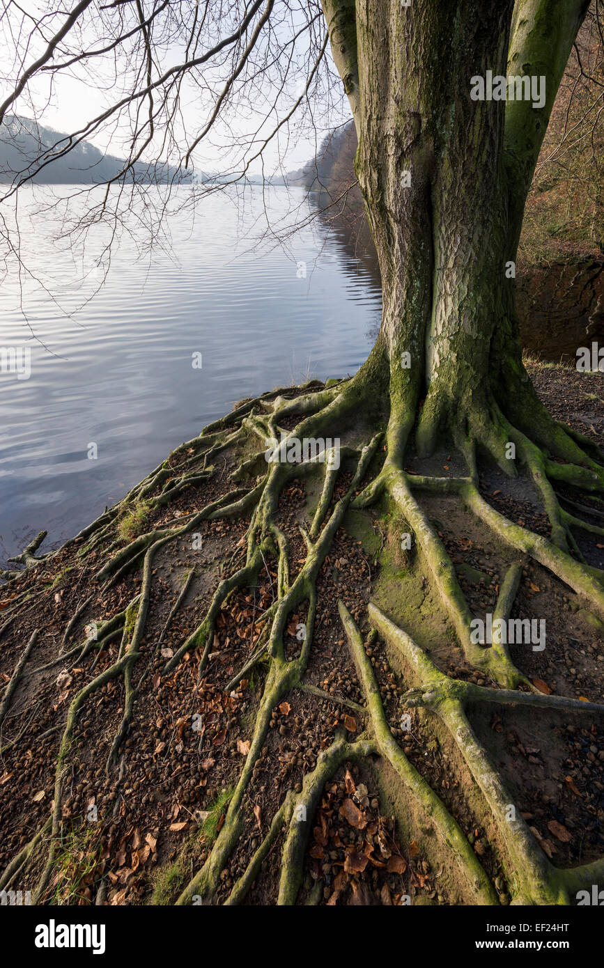Tree Roots High Resolution Stock Photography and Images - Alamy