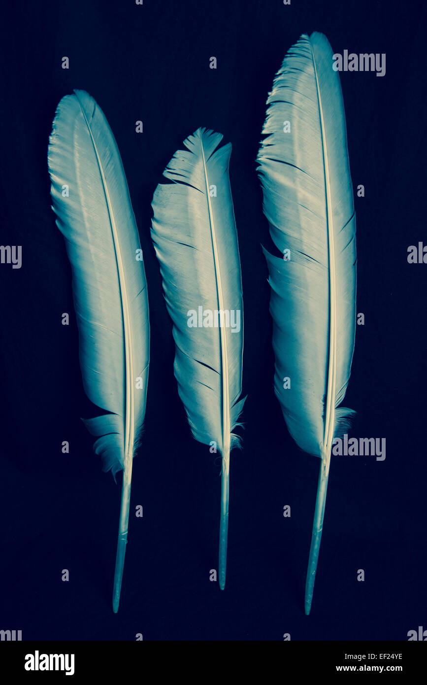 Feathers hi-res stock photography and images - Alamy