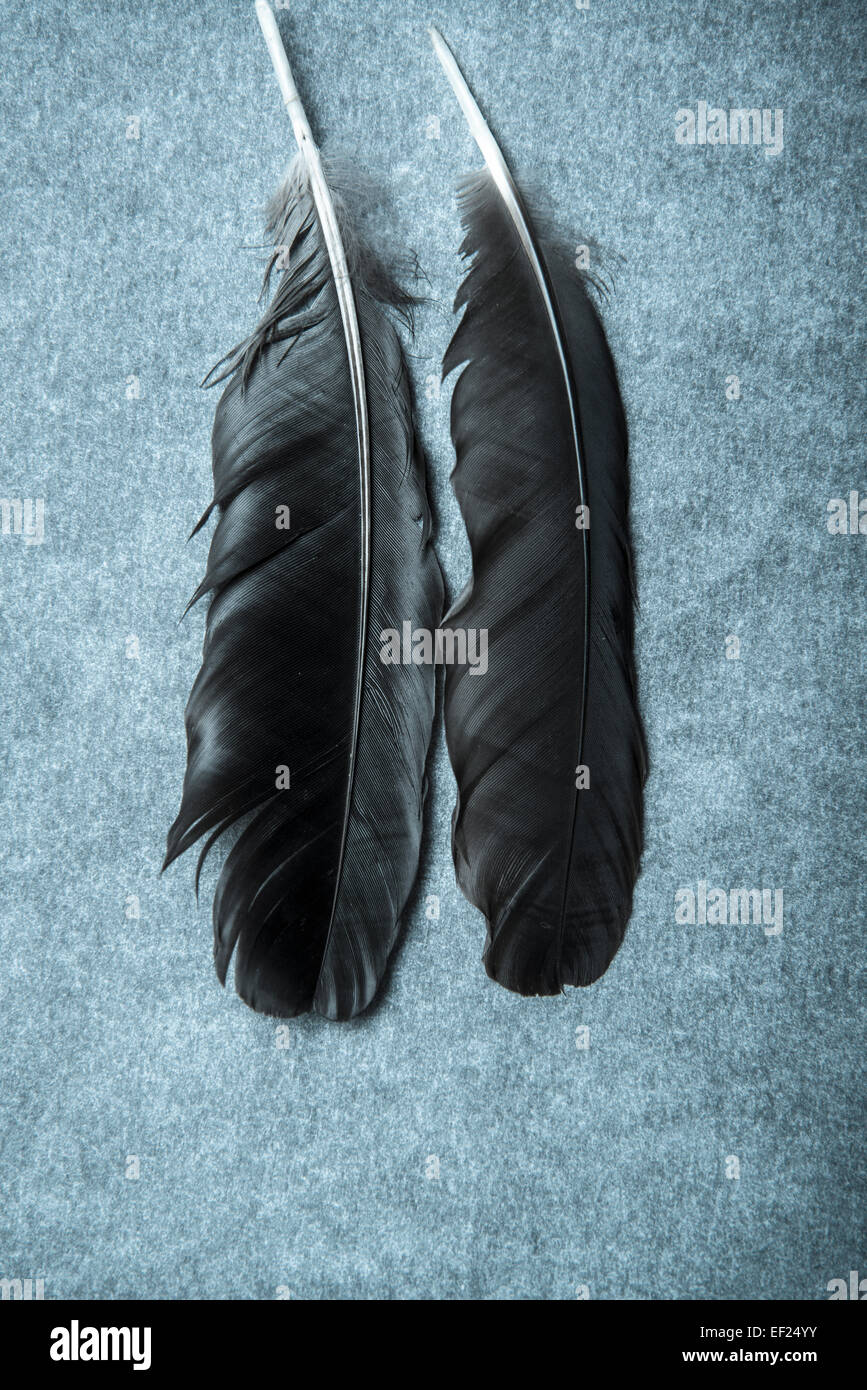 Feathers hi-res stock photography and images - Alamy