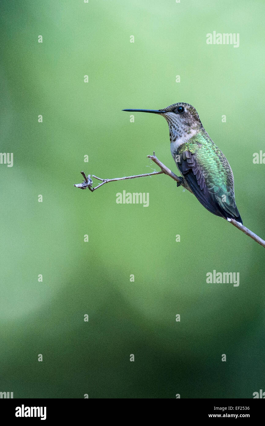 Black-chinned hummingbird perched on a small branch resting Stock Photo ...
