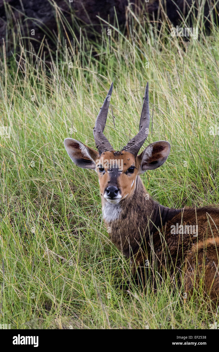 Bushbuck tanzania hi-res stock photography and images - Alamy