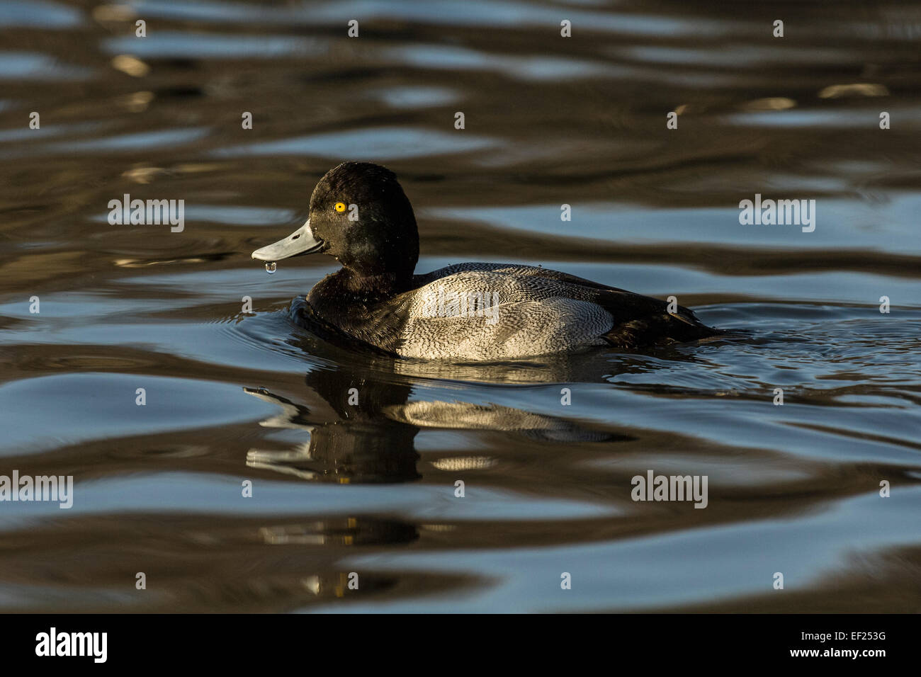 A lesser scaup drake swimming in late afternoon sunlight Stock Photo ...