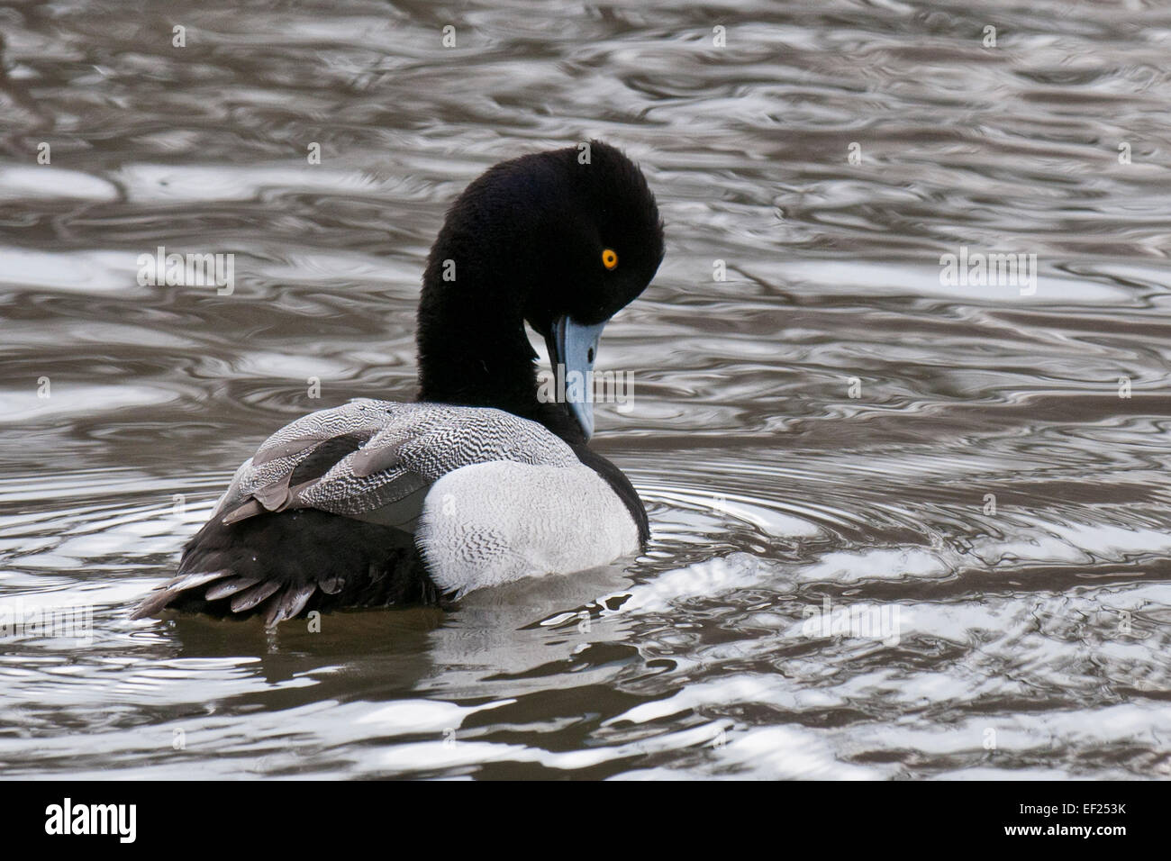 A single Lesser Scaup drake preening Aythya Affinis Stock Photo - Alamy