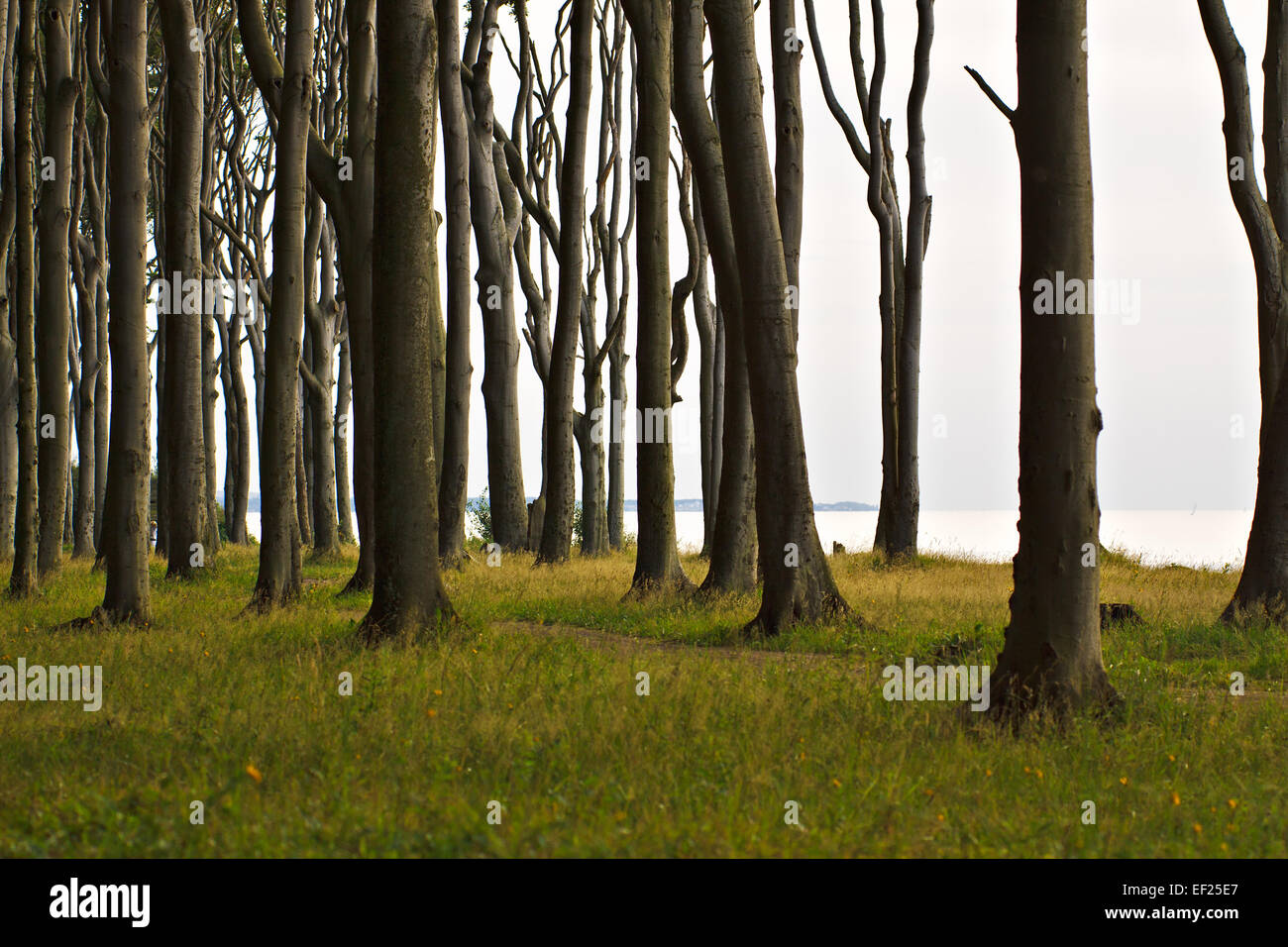 Coastal Forest on shore of the Baltic Sea in Germany Stock Photo - Alamy