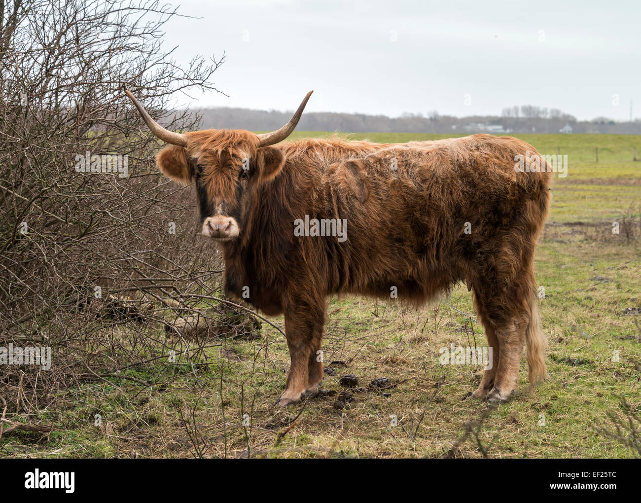 old mammal galloway cow with horns in dutch nature Stock Photo - Alamy