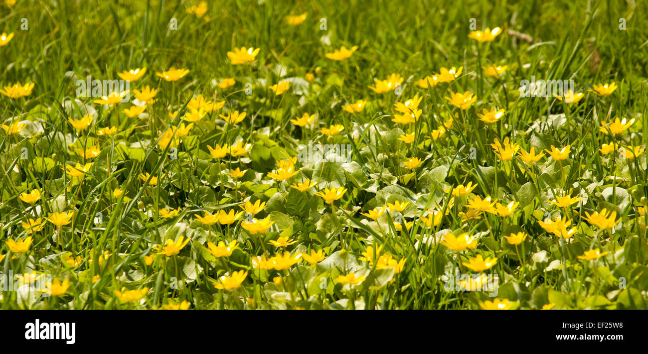 Meadow with many wild spring flowers yellow-cups (buttercups, golden ...