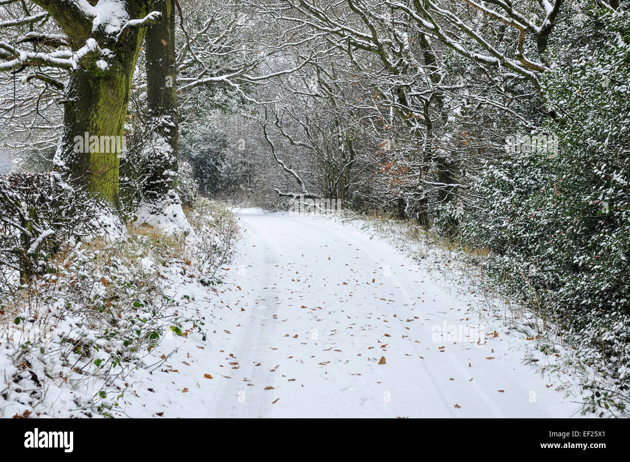 Snowy English country lane with leaves fallen on the snow. Overhanging ...