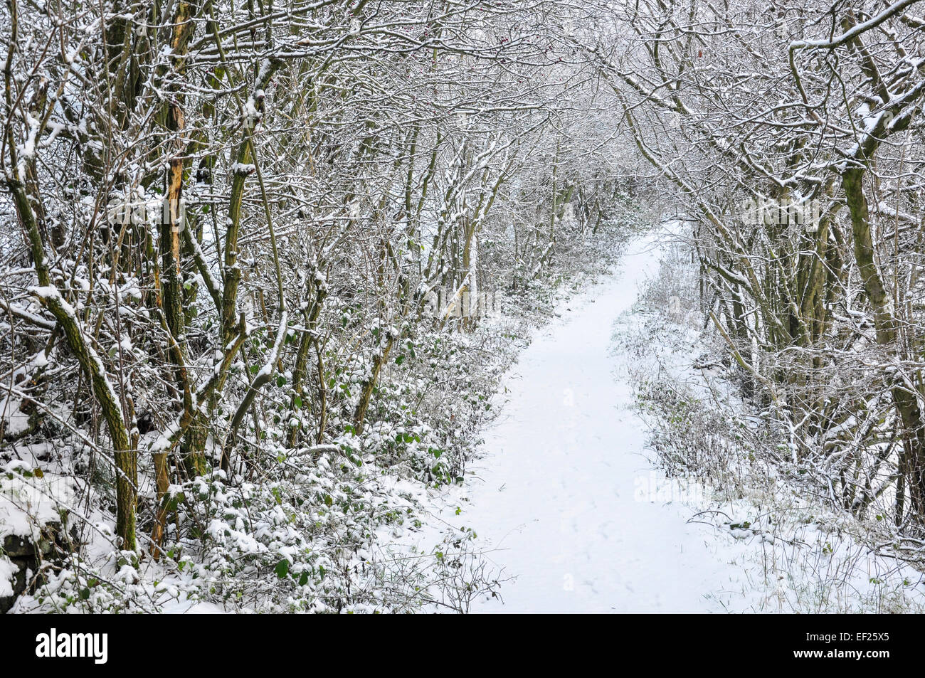 Country path through trees in a snowy winter scene. Snowy footpath in ...