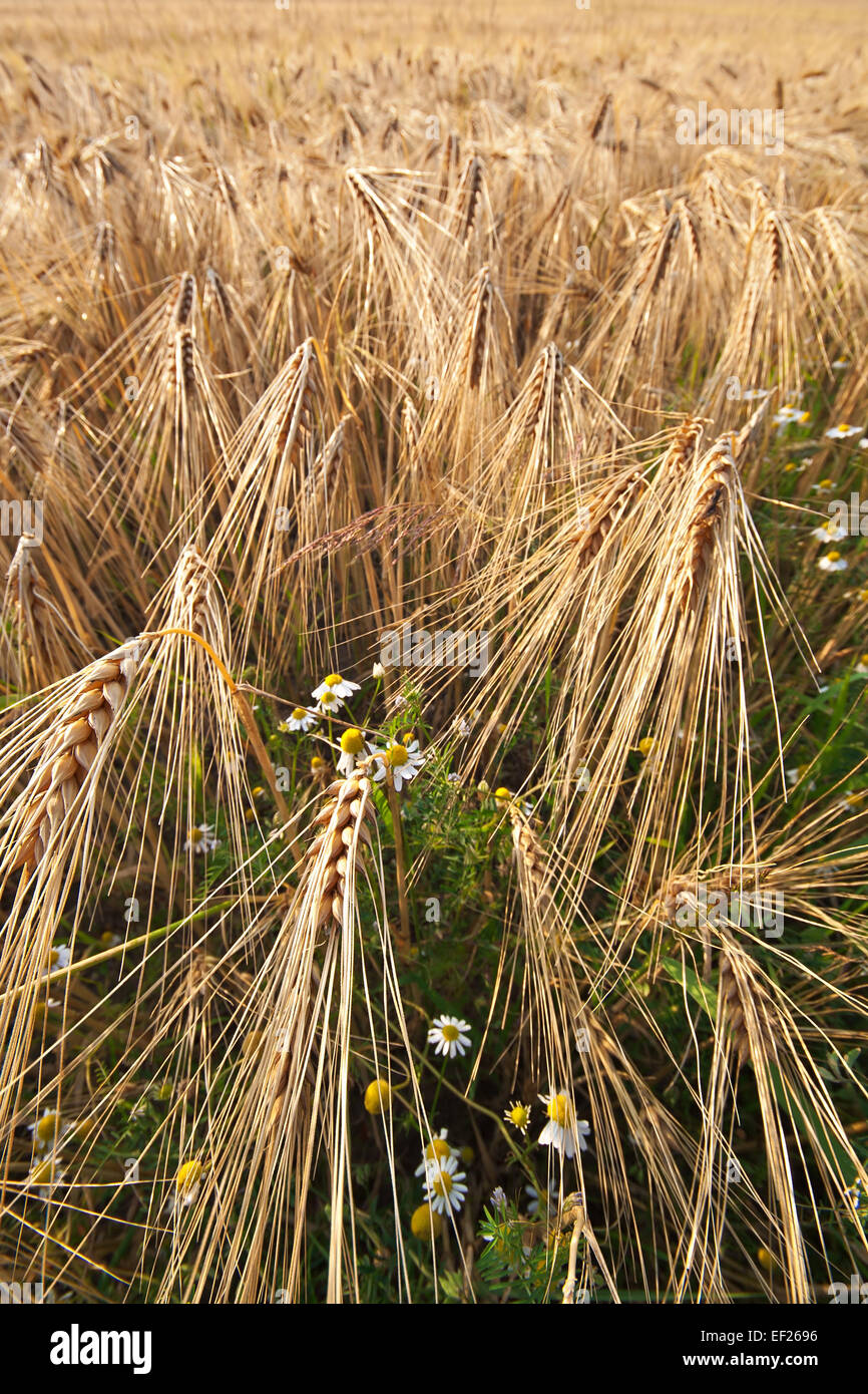 A corn field with flowers Stock Photo - Alamy
