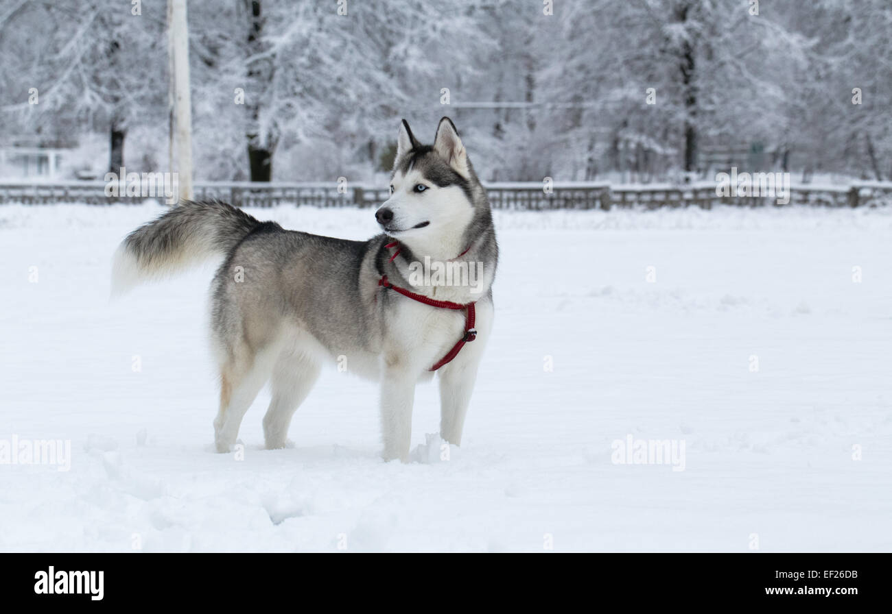 Siberian Husky winter Stock Photo - Alamy