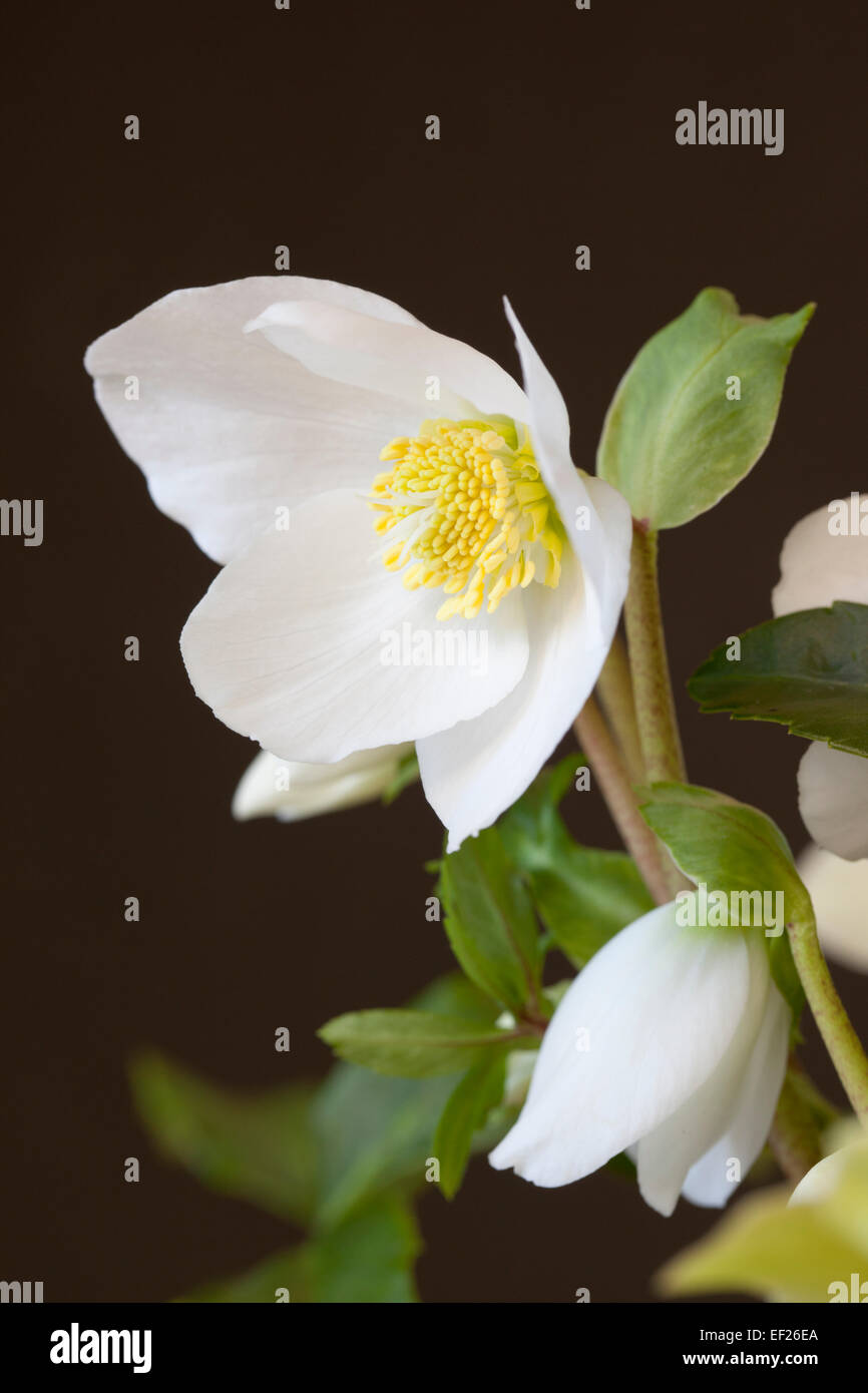 Gold collection hellebore hi-res stock photography and images - Alamy