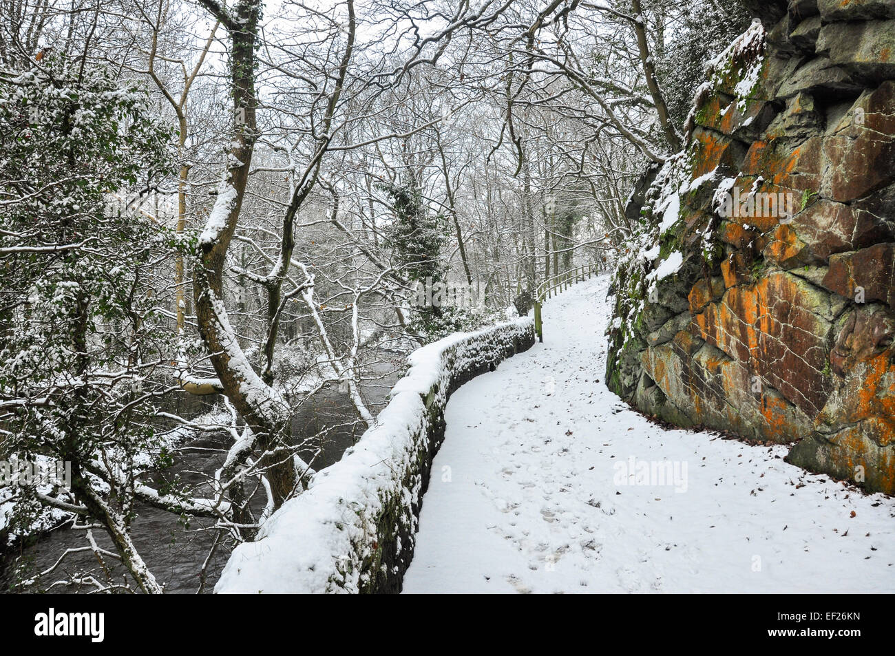 A snowy path beside the river Etherow near Broadbottom village ...