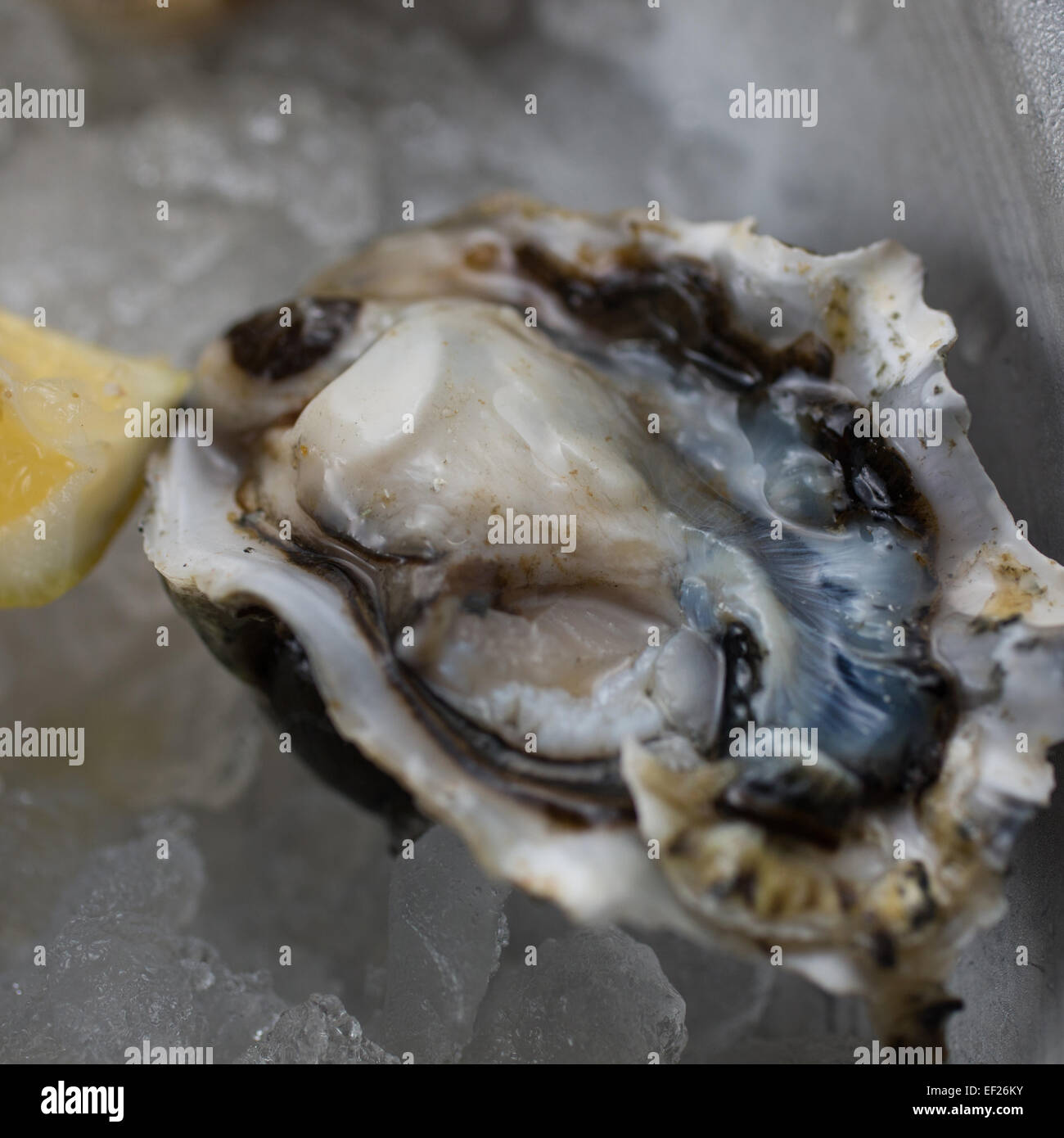 Lisa fish hi-res stock photography and images - Alamy