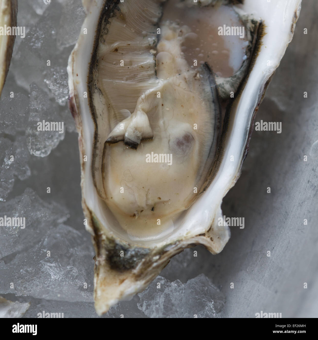 A Pickering Passage oyster on ice at Purdy's Farmer and the Fish in ...