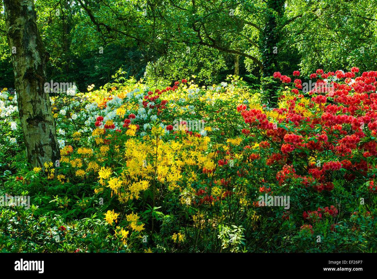 Garden scene hi-res stock photography and images - Alamy