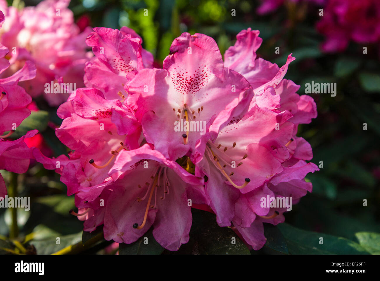 Close up of red rhododendron flowers Stock Photo - Alamy