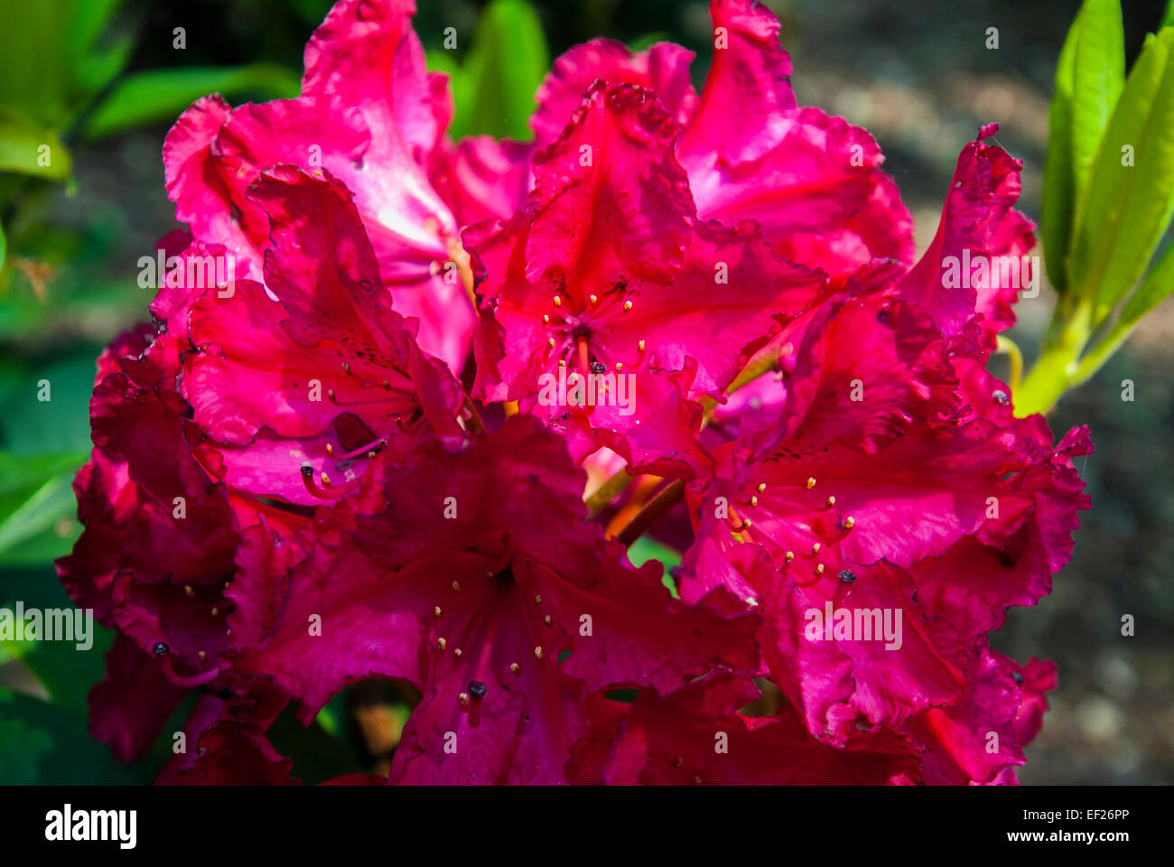 Close up of red rhododendron flowers Stock Photo - Alamy