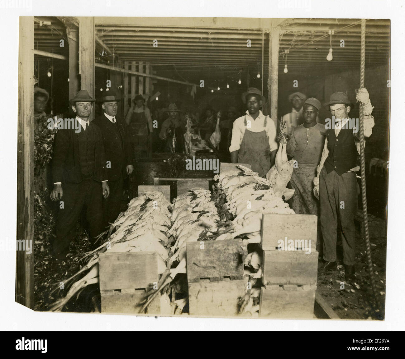 Packing turkeys hi-res stock photography and images - Alamy