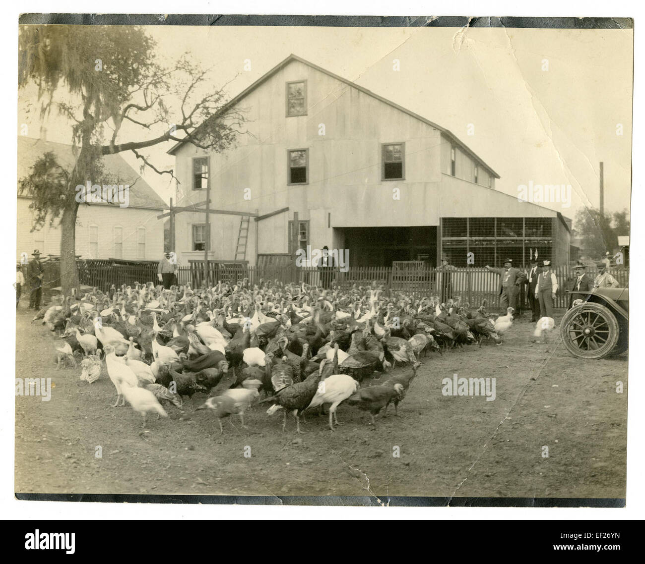 An image of turkeys prepared for slaughter during the annual Turkey ...