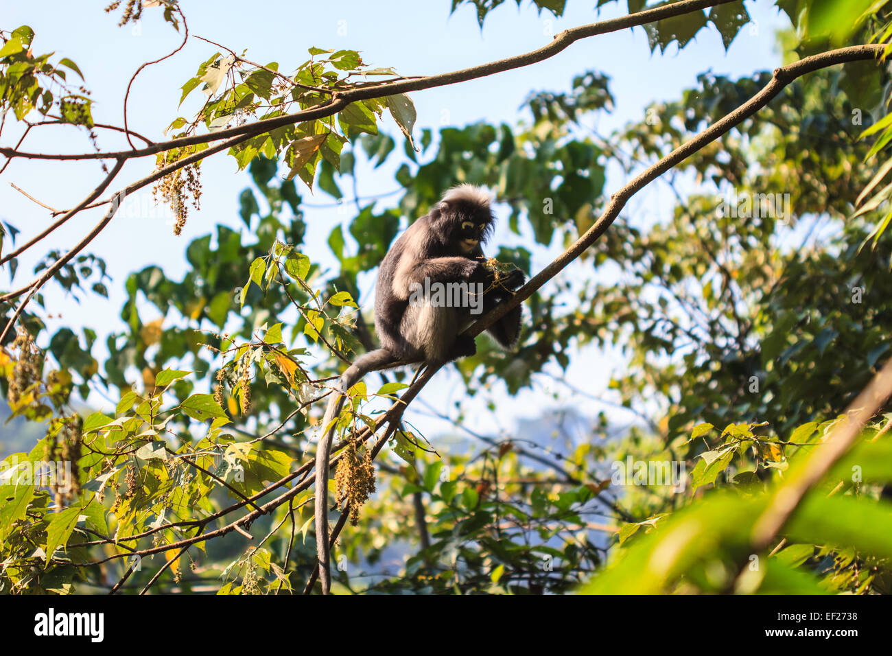 Dusky Langur sitting on tree branch in deep forest Stock Photo - Alamy