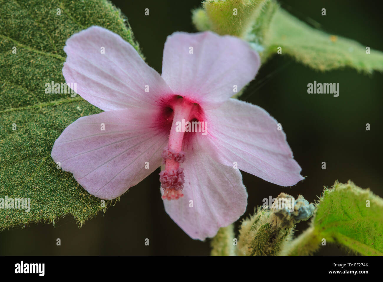 Xanthium strumarium hi-res stock photography and images - Alamy