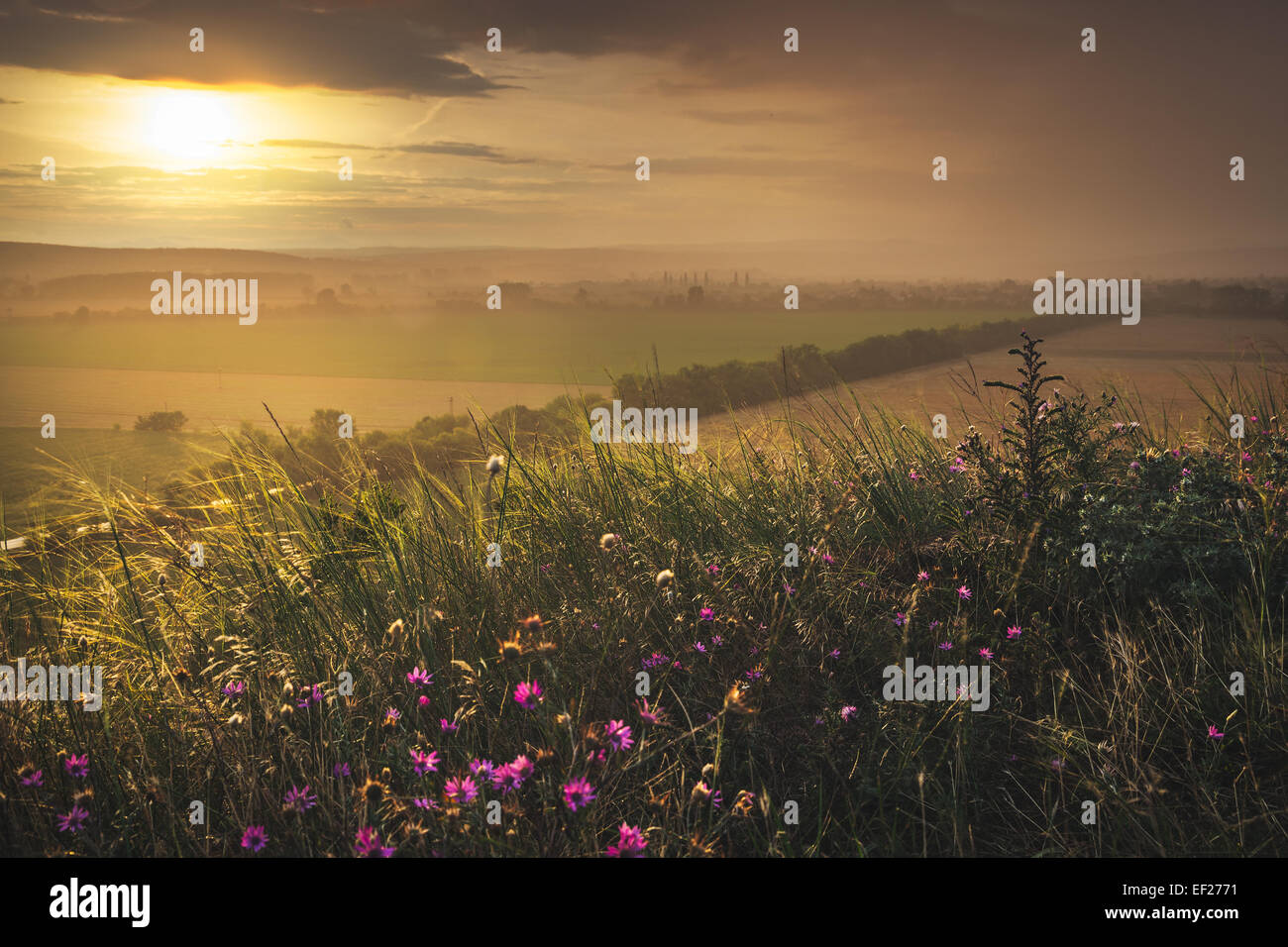 Landscape at Sunset with Backlit Plants and Flowers in Foreground Stock ...