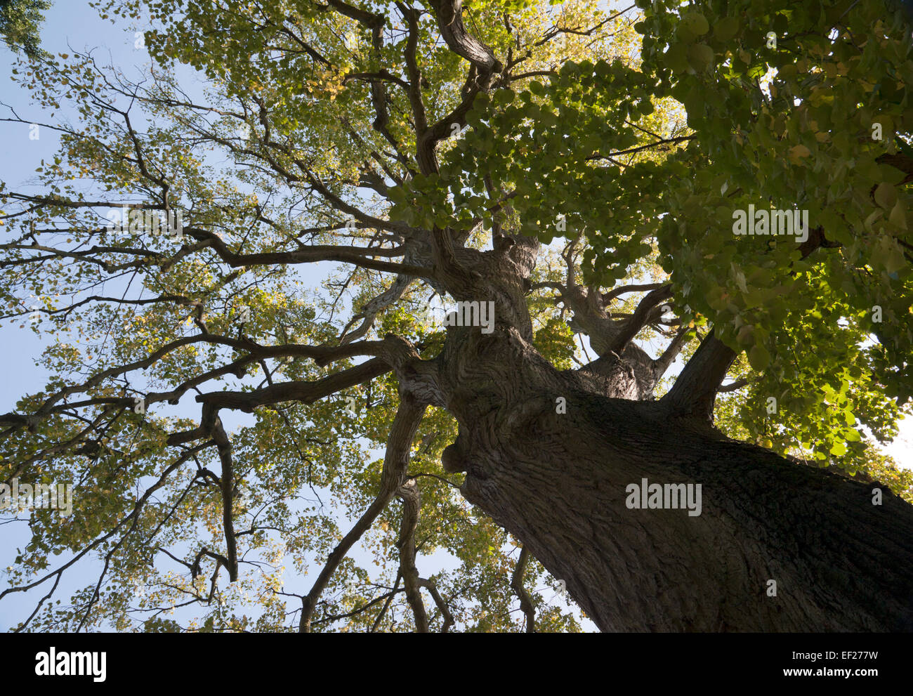 Upward view of a tree Stock Photo - Alamy