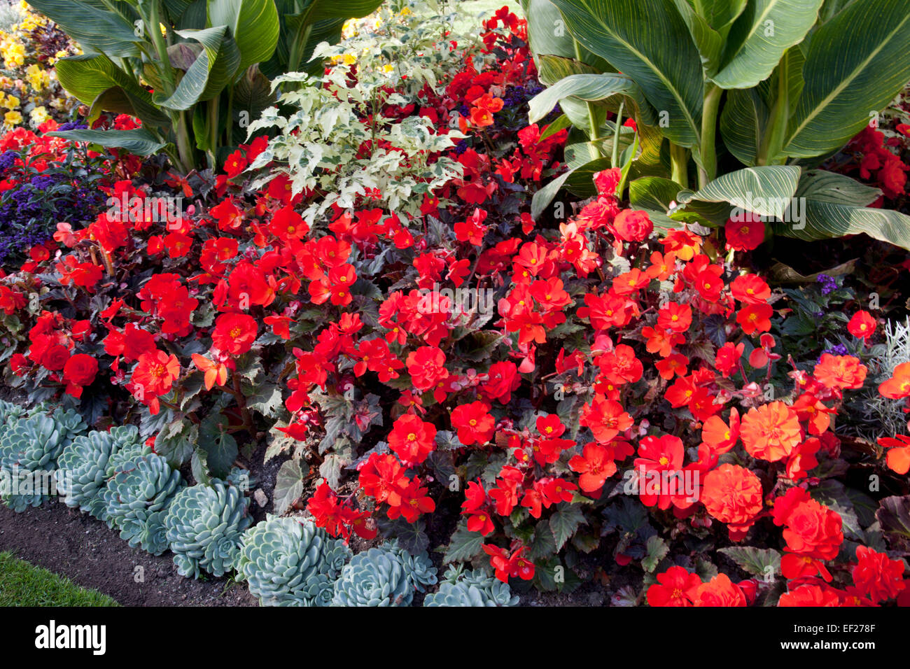 Close up of red Begonias and succulents in a colourful garden border ...