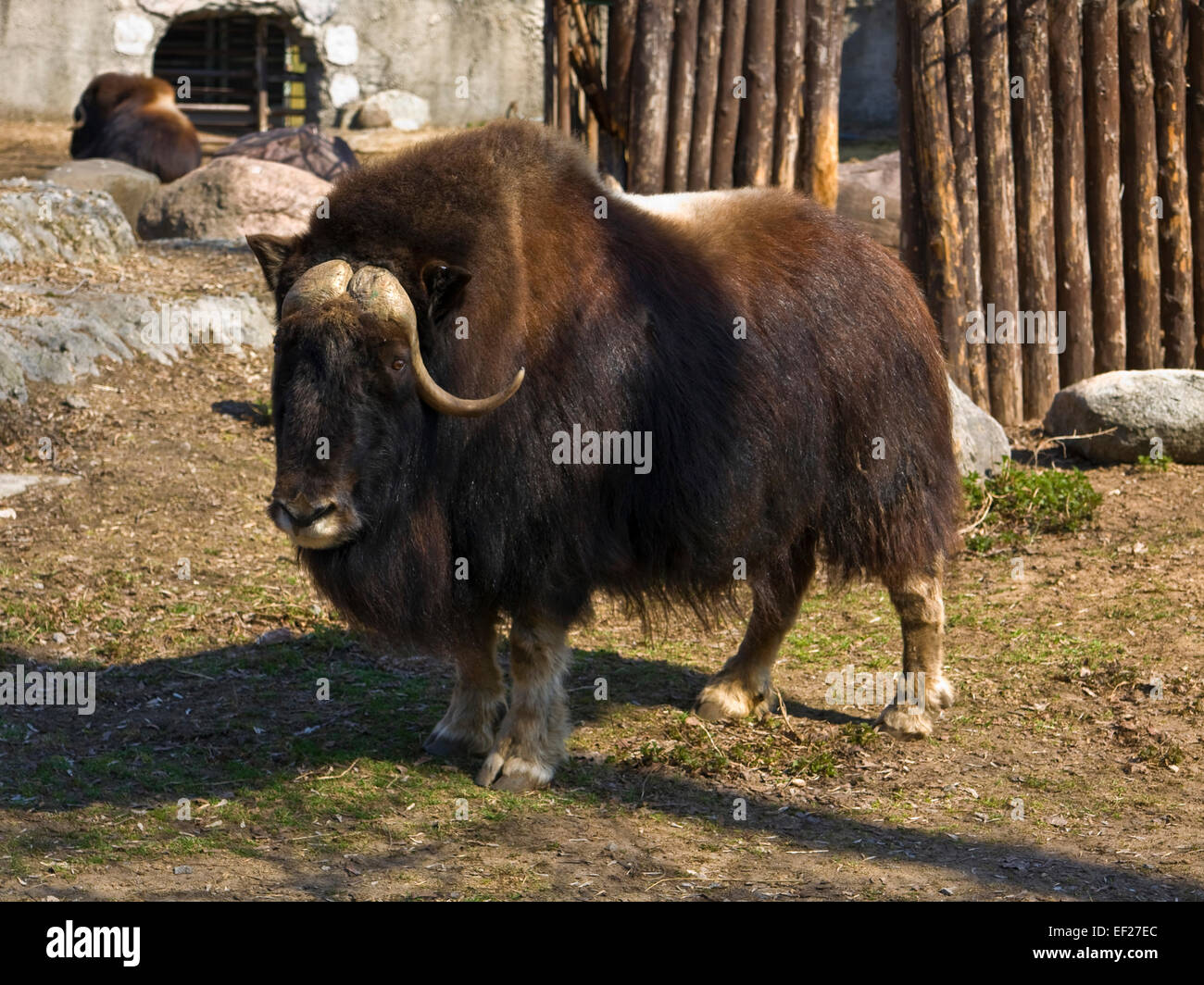 Musk ox (ovibos moschatus), lives in North America and Canada Stock ...