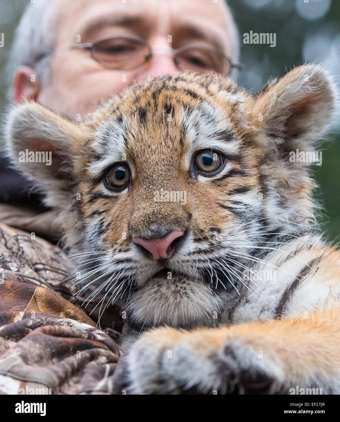 Dragan, the small Siberian tiger, being carried by his surrogate father ...