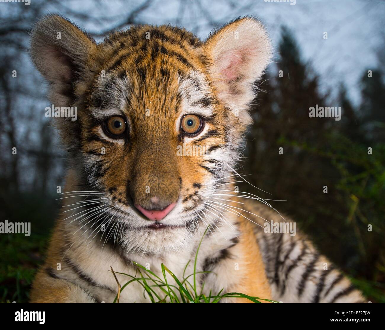 Tiger looks hi-res stock photography and images - Alamy
