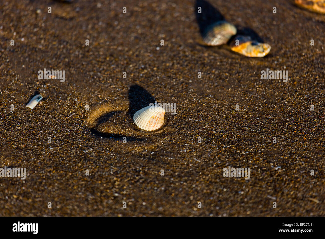 Beach with scattered shells Stock Photo - Alamy
