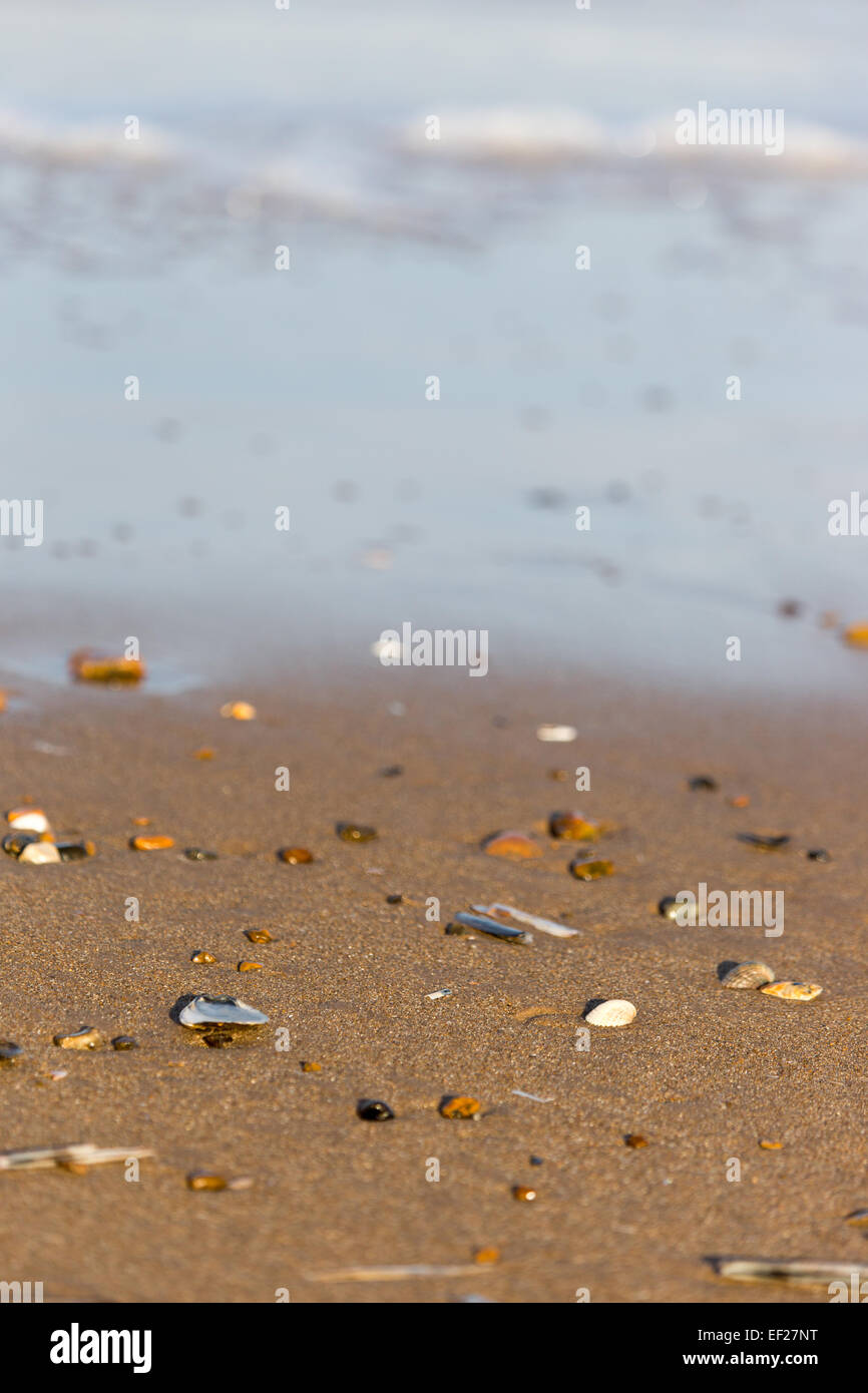 Scattered shells hi-res stock photography and images - Alamy