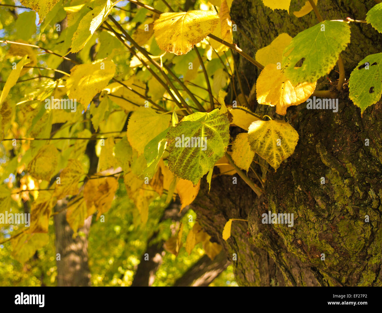 Autumn leaves on a tree Stock Photo - Alamy