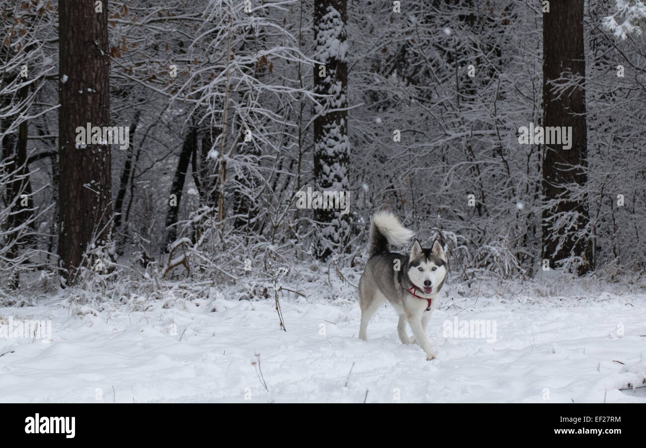 Siberian Husky winter Stock Photo - Alamy