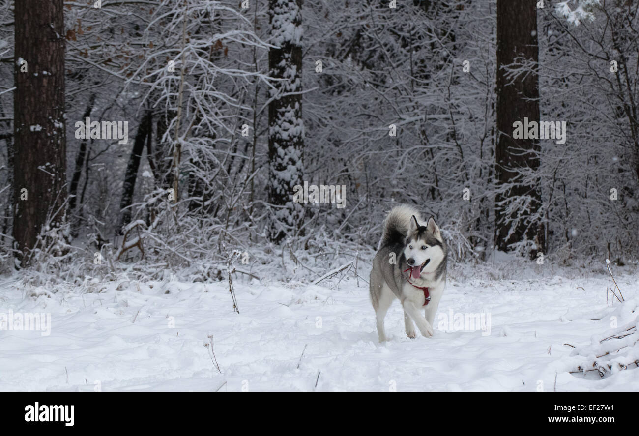 Siberian Husky winter Stock Photo - Alamy