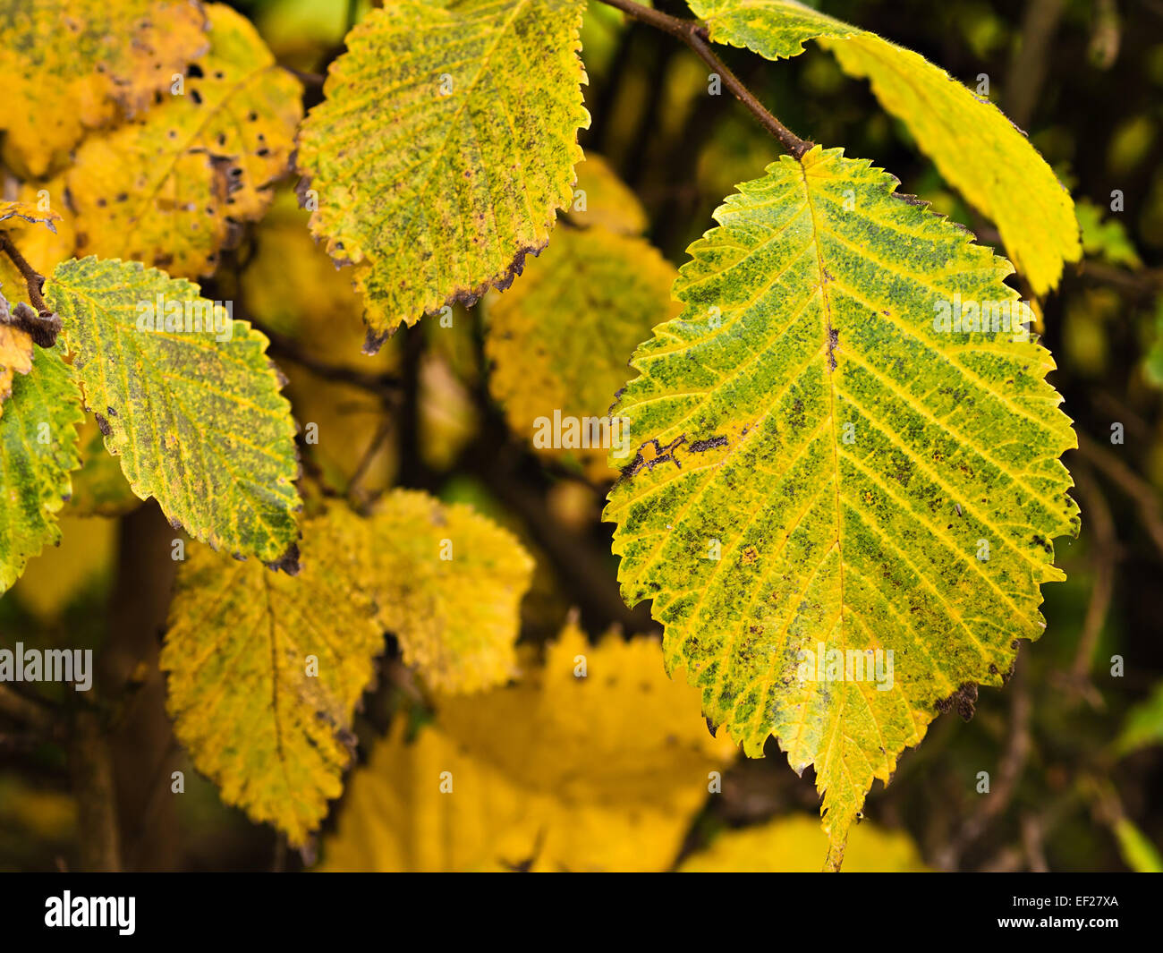 Colored leaves of autumn hi-res stock photography and images - Alamy