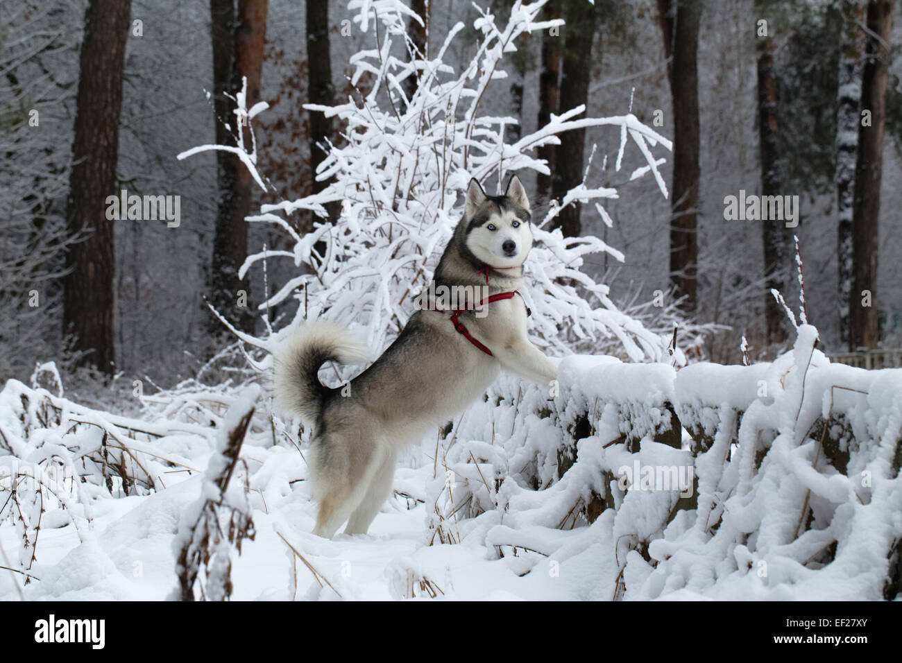 Siberian Husky winter Stock Photo - Alamy
