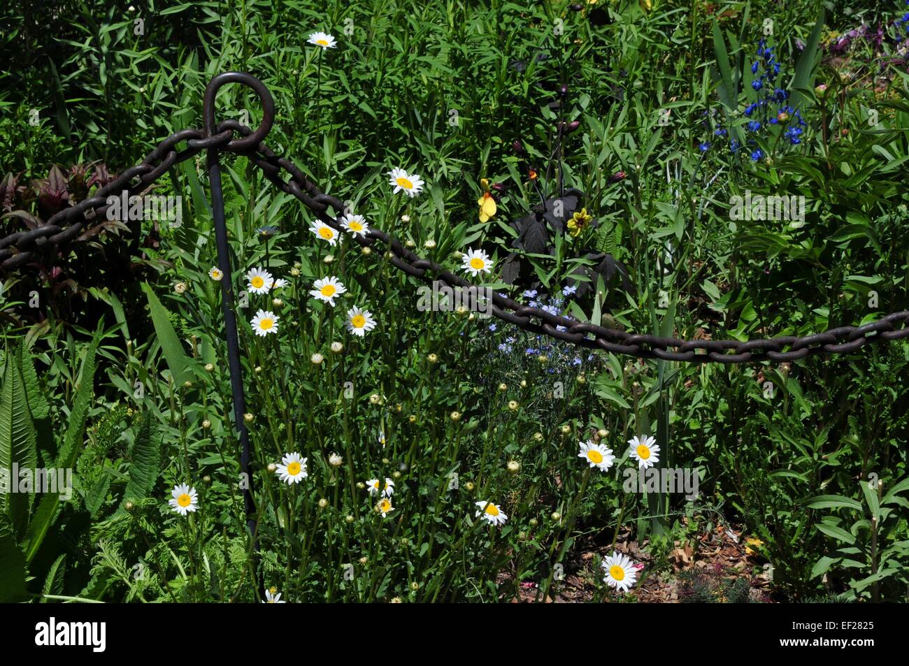 Native species new mexico hi-res stock photography and images - Alamy
