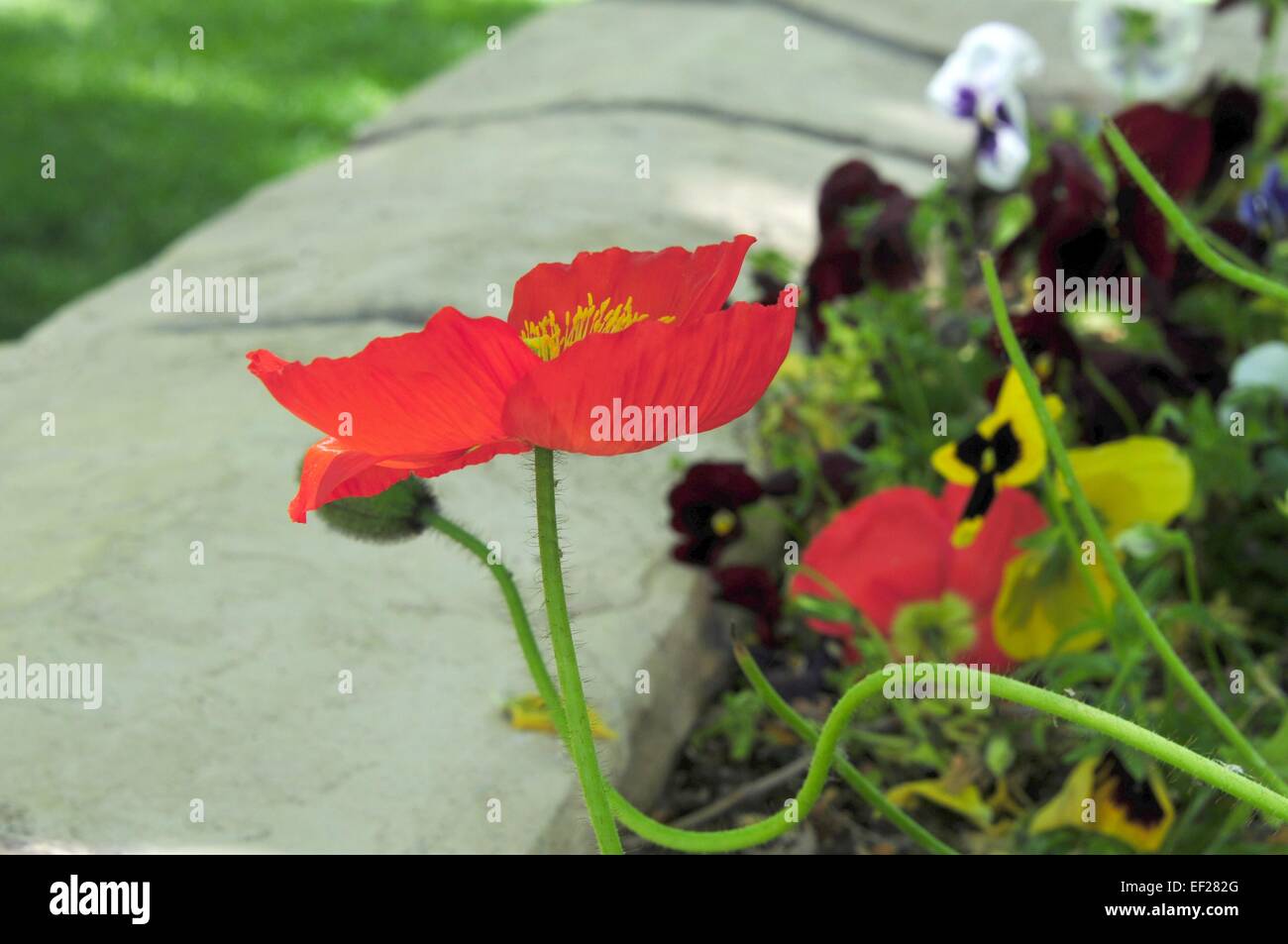 Red Poppy stands out in flower bed Stock Photo - Alamy
