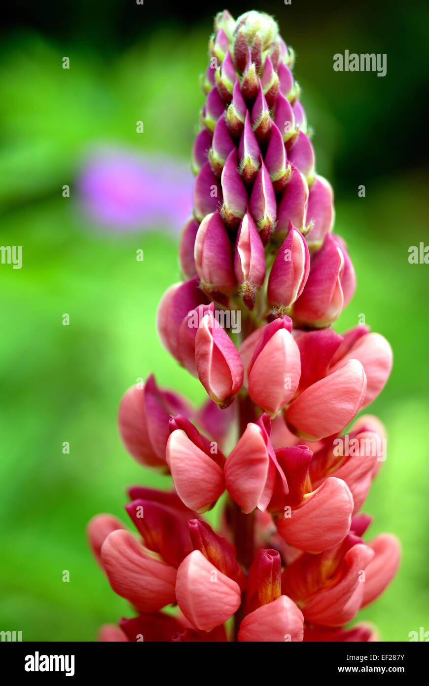 Red lupin hi-res stock photography and images - Alamy