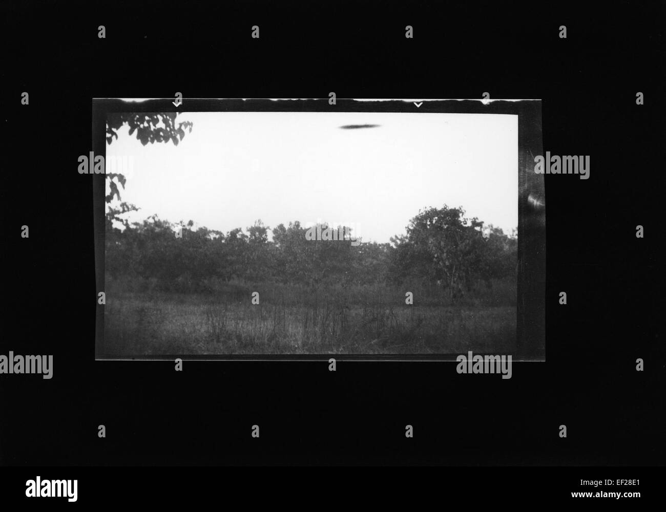 The Dixie Tung Oil Company, founded in Mississippi, was a key player in ...