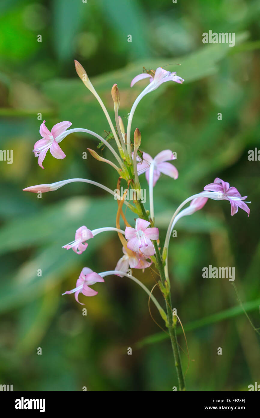 beautiful wild flower in forest, nature background Stock Photo - Alamy