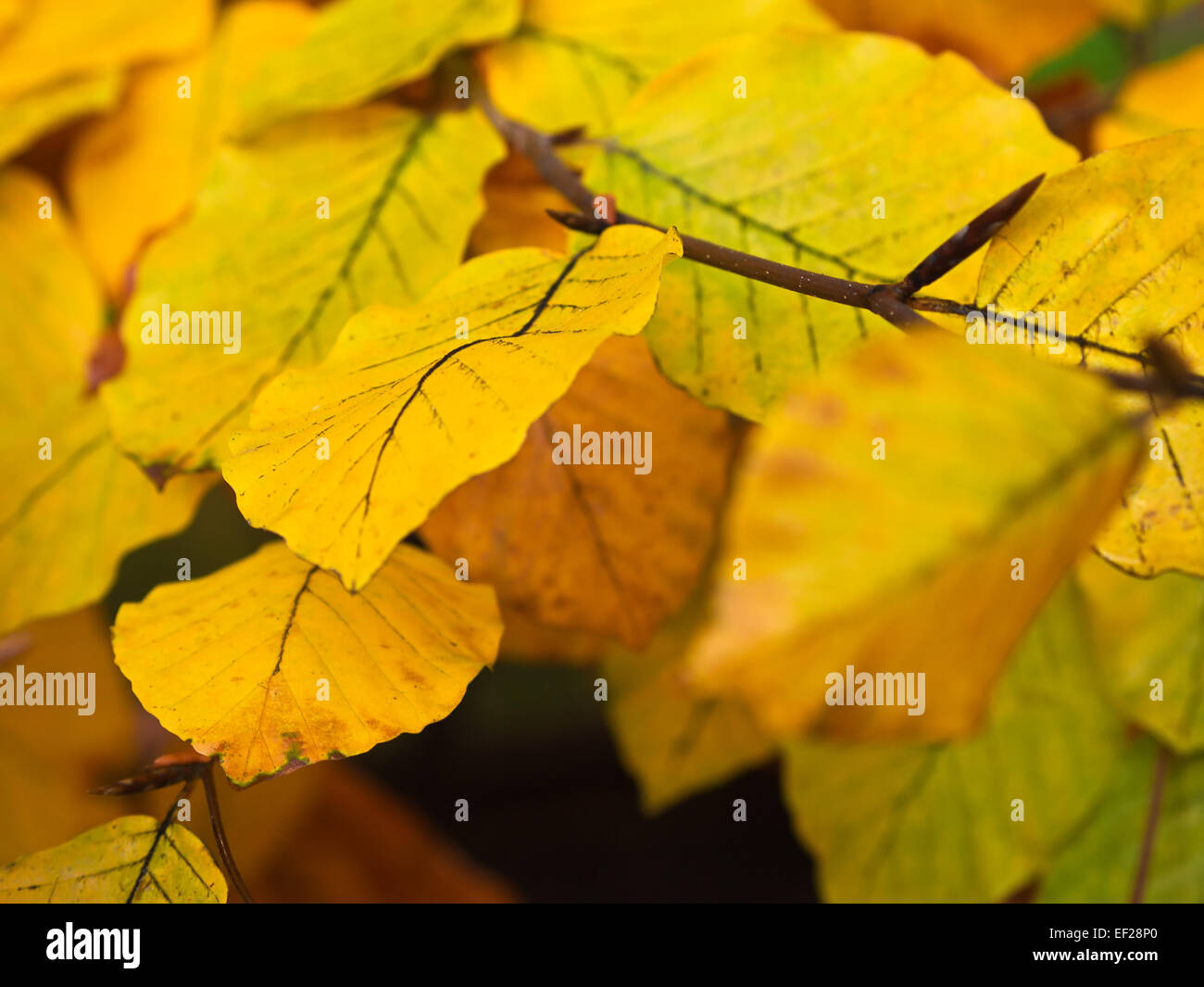 Colored leaves hi-res stock photography and images - Alamy