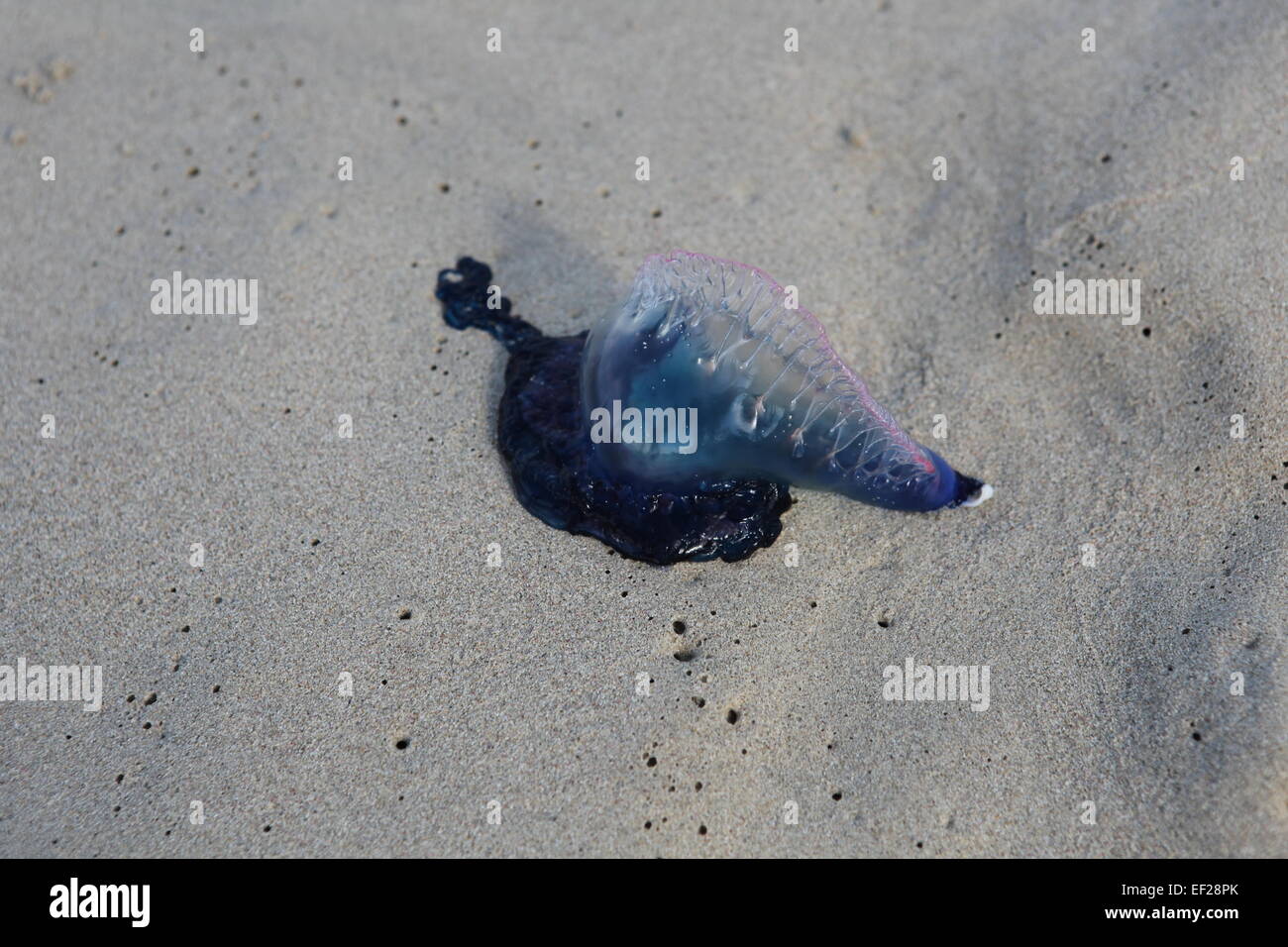 Jellyfish on the beach in Santa Maria del Mar, Cuba Stock Photo - Alamy
