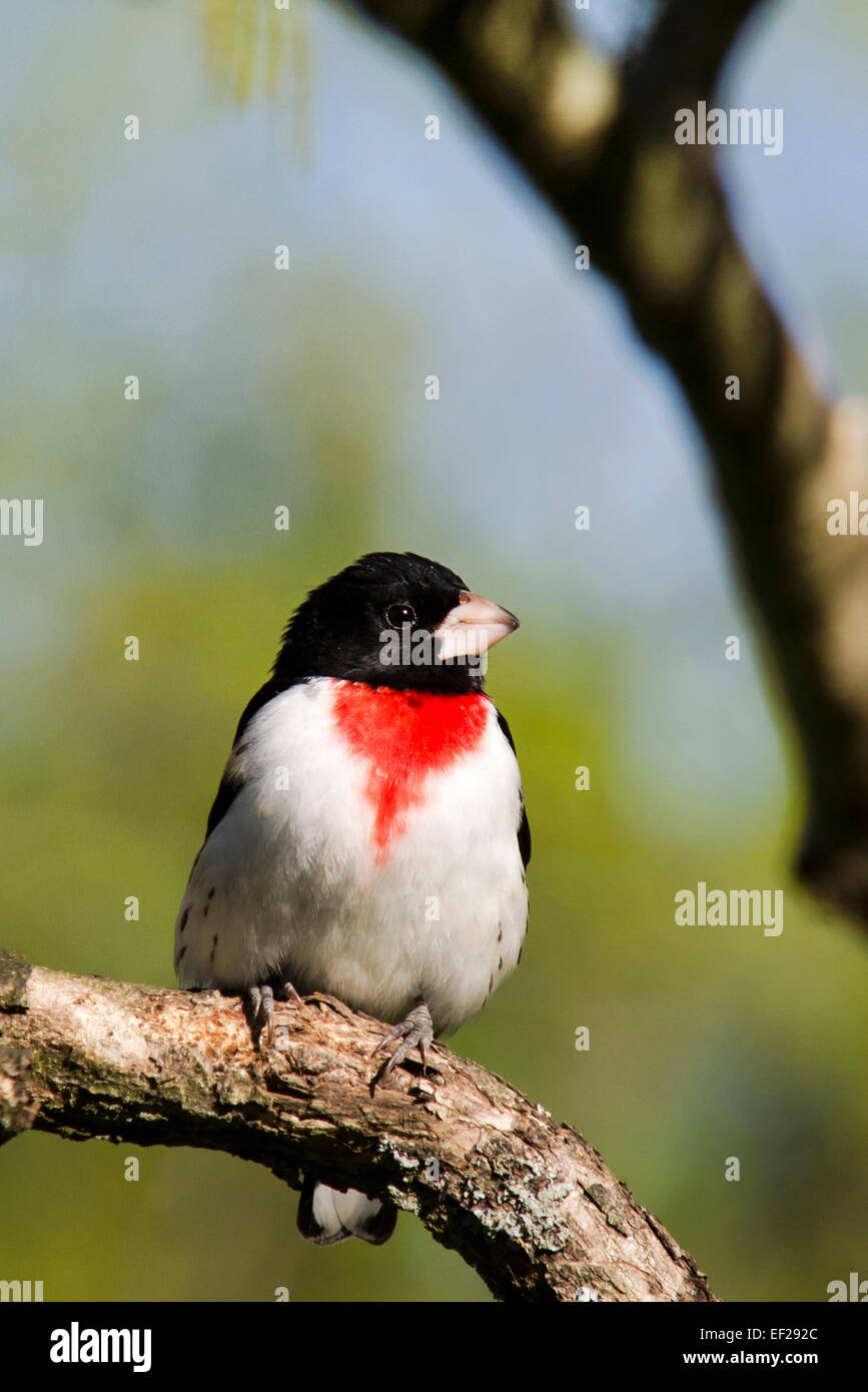 Rose breasted grosbeak hi-res stock photography and images - Alamy